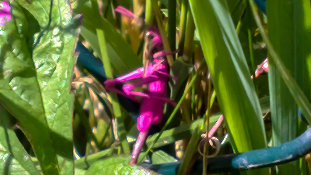 Über uns | PINK HOPPER MEDIENAGENTUR